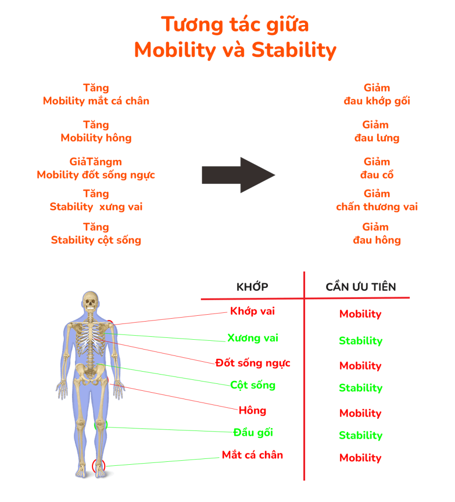 Tìm hiểu về Mobility, Stability, Flexibility và Extensibility trong tập gym